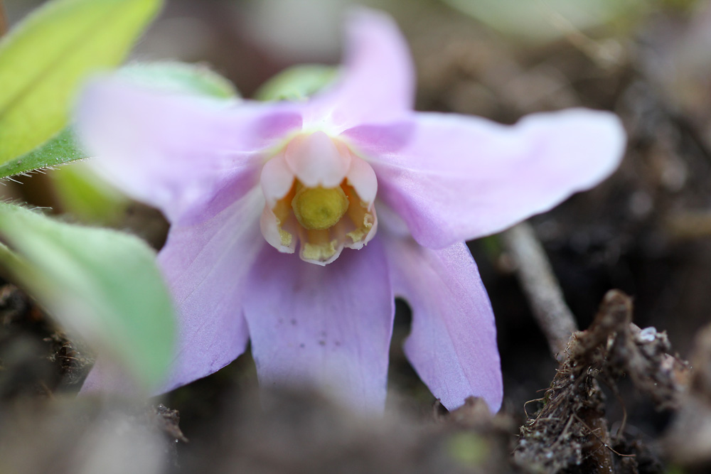 Ranzania japonica | Viridis