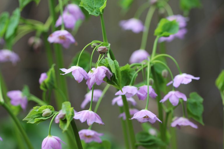 Ranzania japonica | Viridis